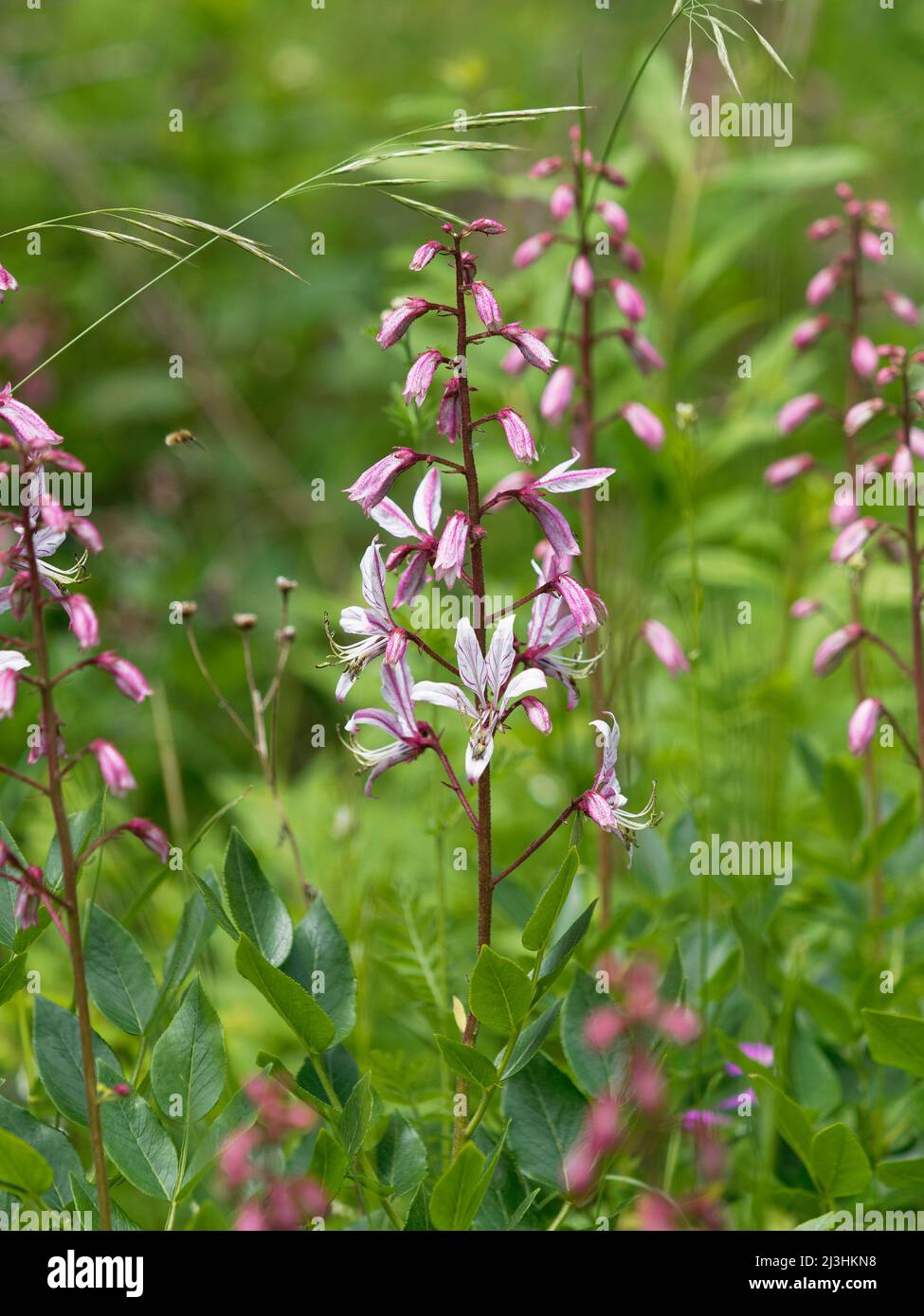 Natural dittany hi-res stock photography and images - Alamy