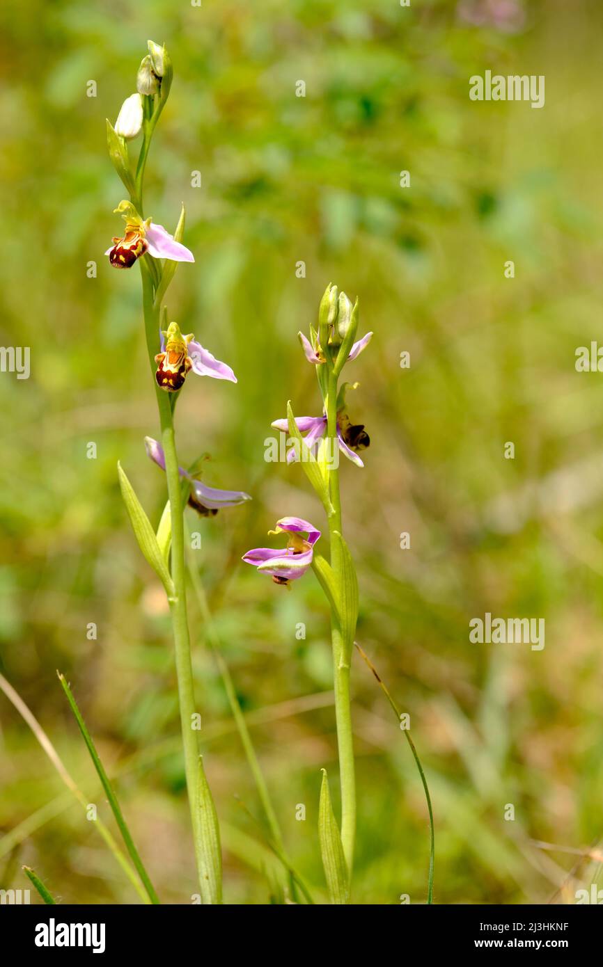 Bee orchid, Ophrys apifera Stock Photo - Alamy