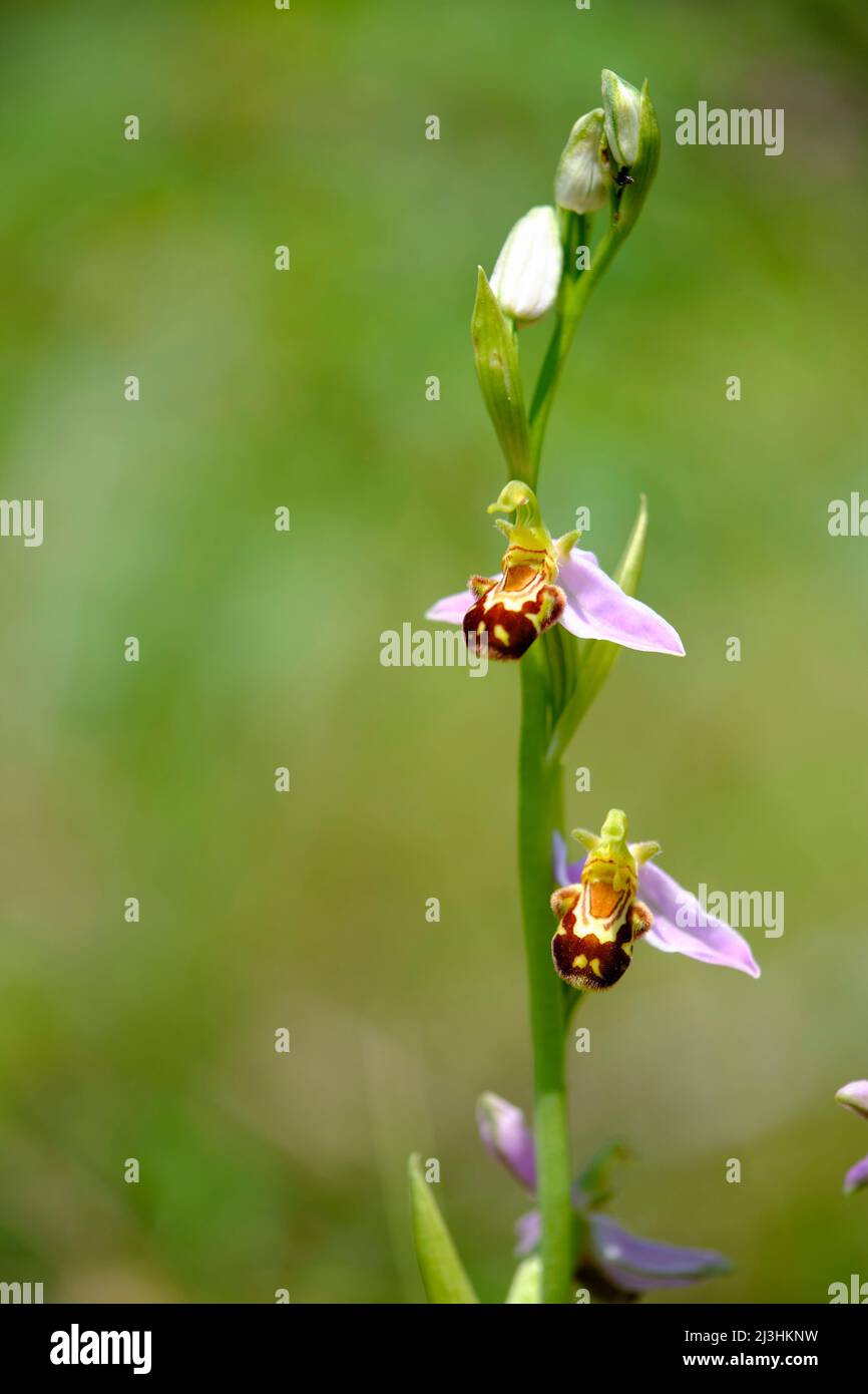 Bee orchid, Ophrys apifera Stock Photo - Alamy