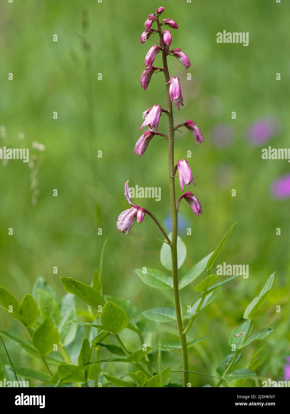 Natural dittany hi-res stock photography and images - Alamy