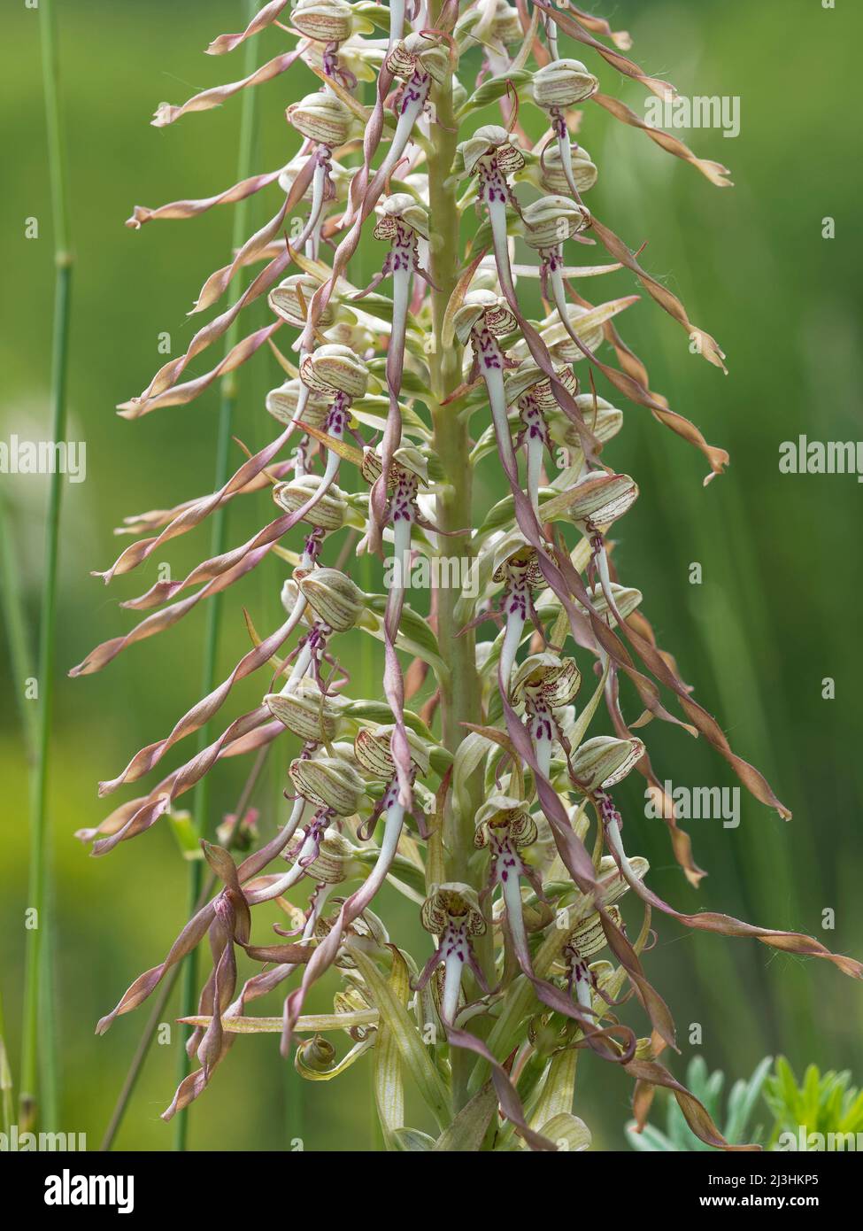 Lizard orchid, Himantoglossum hircinum Stock Photo - Alamy