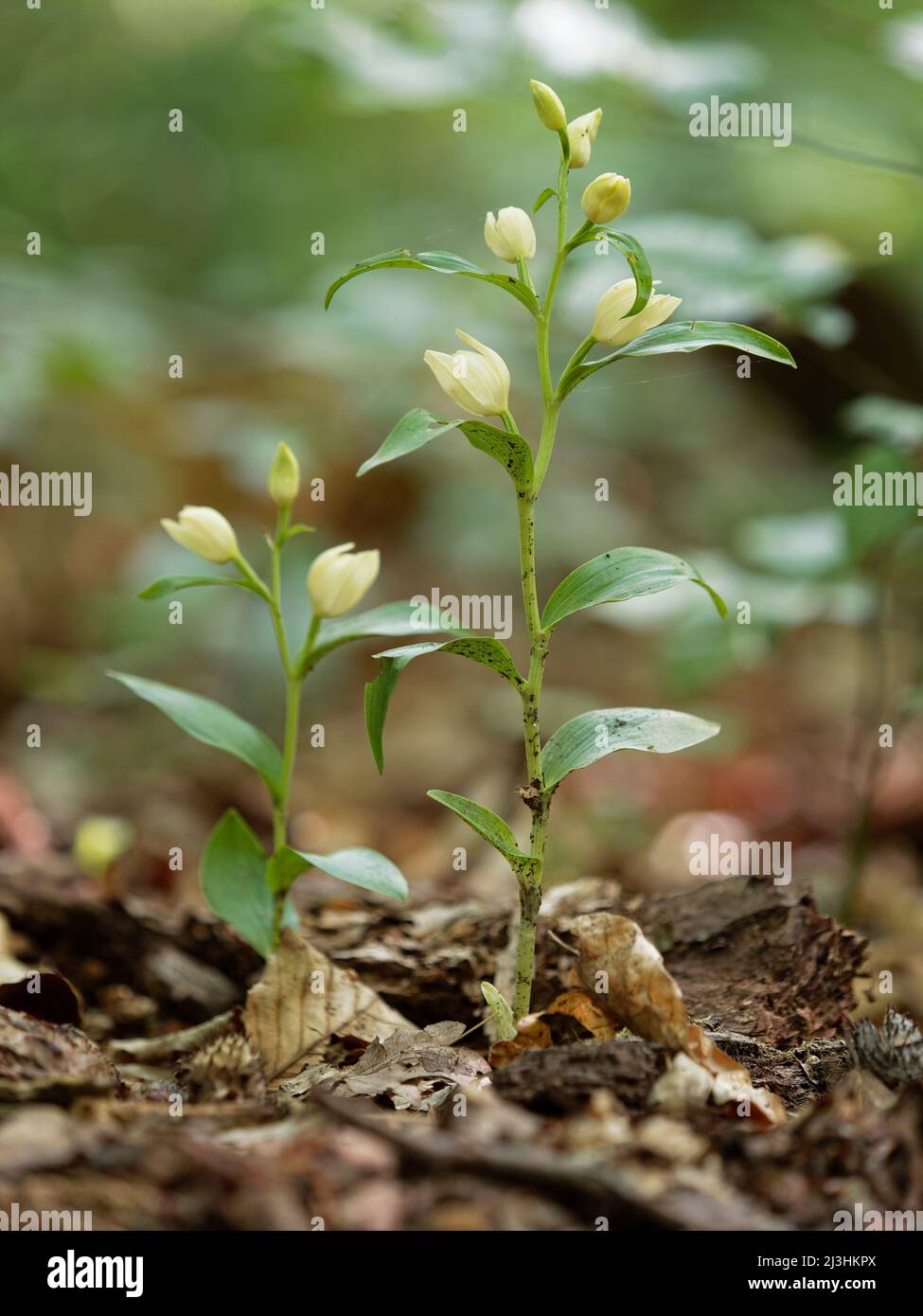 white helleborine, Cephalanthera damasonium Stock Photo - Alamy