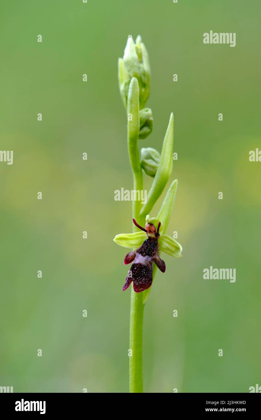 Fly orchid, Ophrys insectifera Stock Photo - Alamy