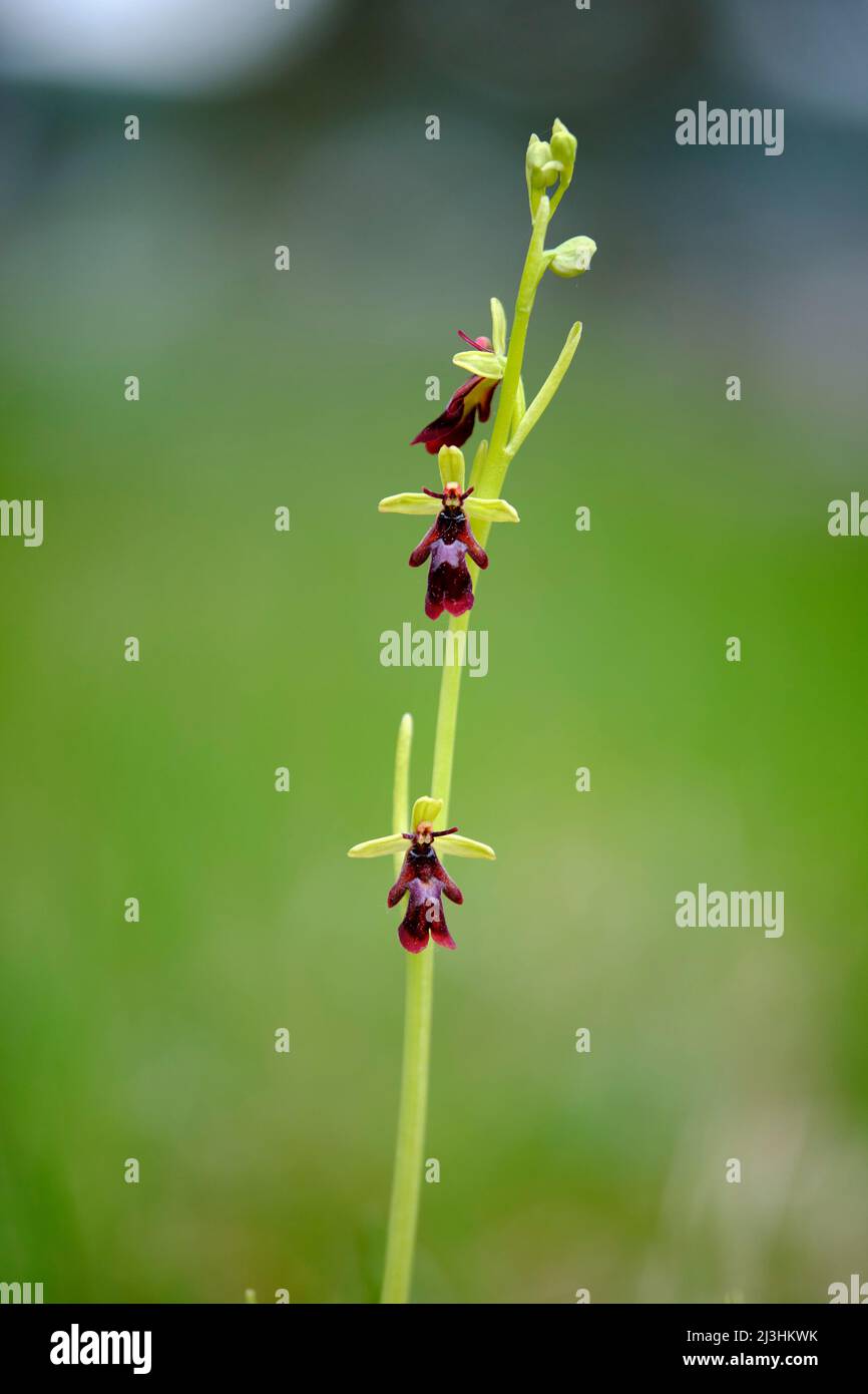 Fly orchid, Ophrys insectifera Stock Photo - Alamy