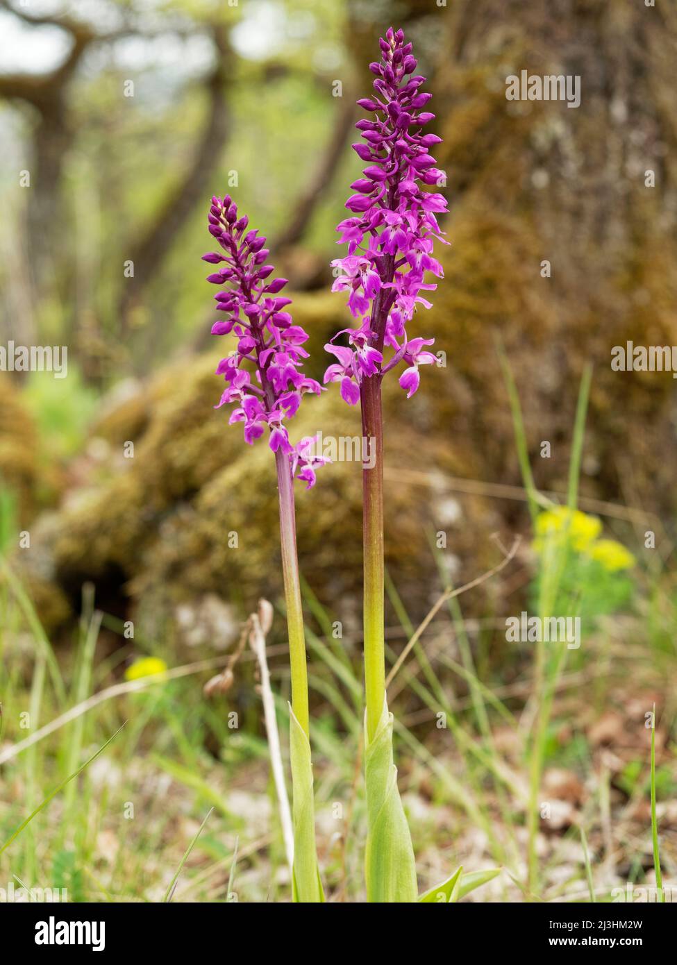 green-veined orchid, Anacamptis morio, Orchis morio Stock Photo - Alamy