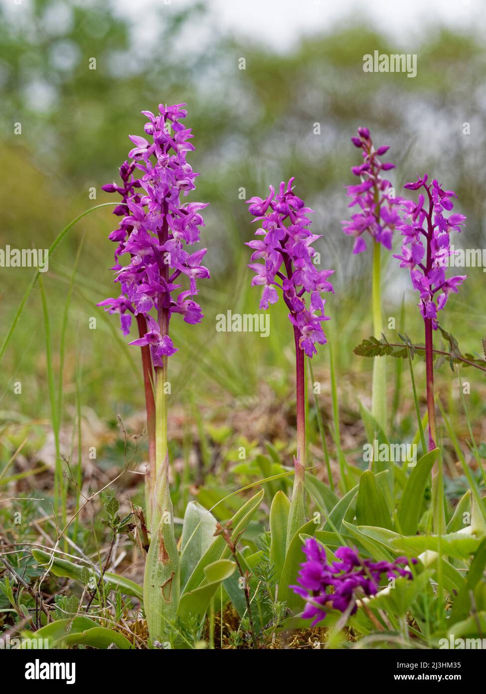 green-veined orchid, Anacamptis morio, Orchis morio Stock Photo - Alamy