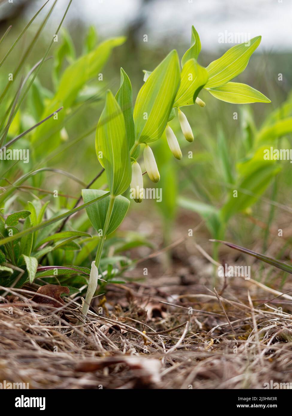 True solomons seal hi-res stock photography and images - Alamy