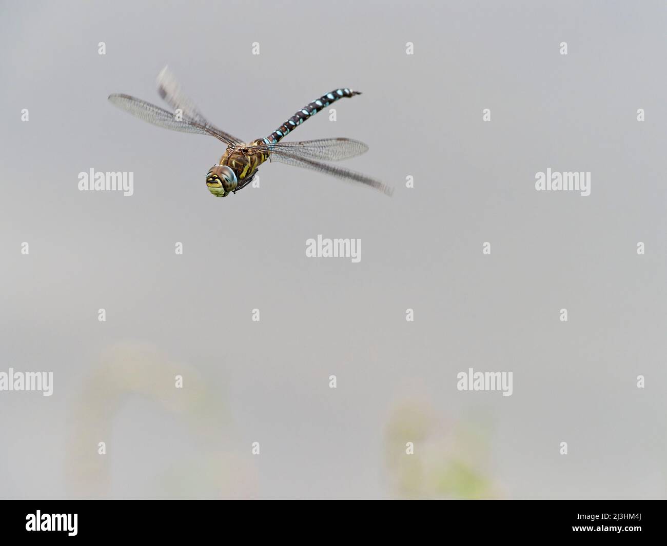 Dragonfly in flight Stock Photo - Alamy
