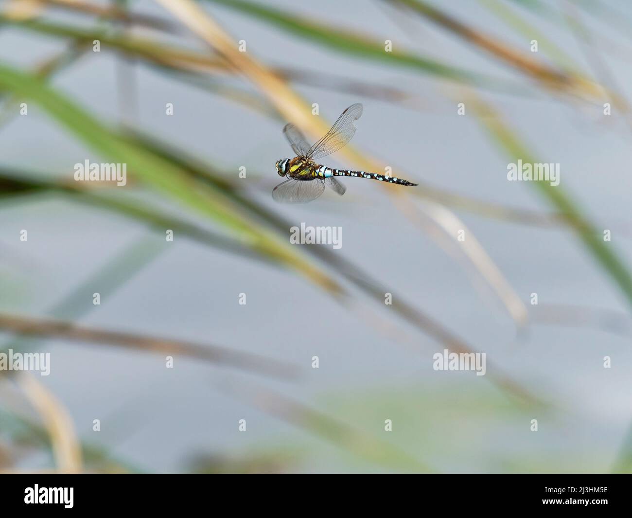 Dragonfly in flight Stock Photo - Alamy