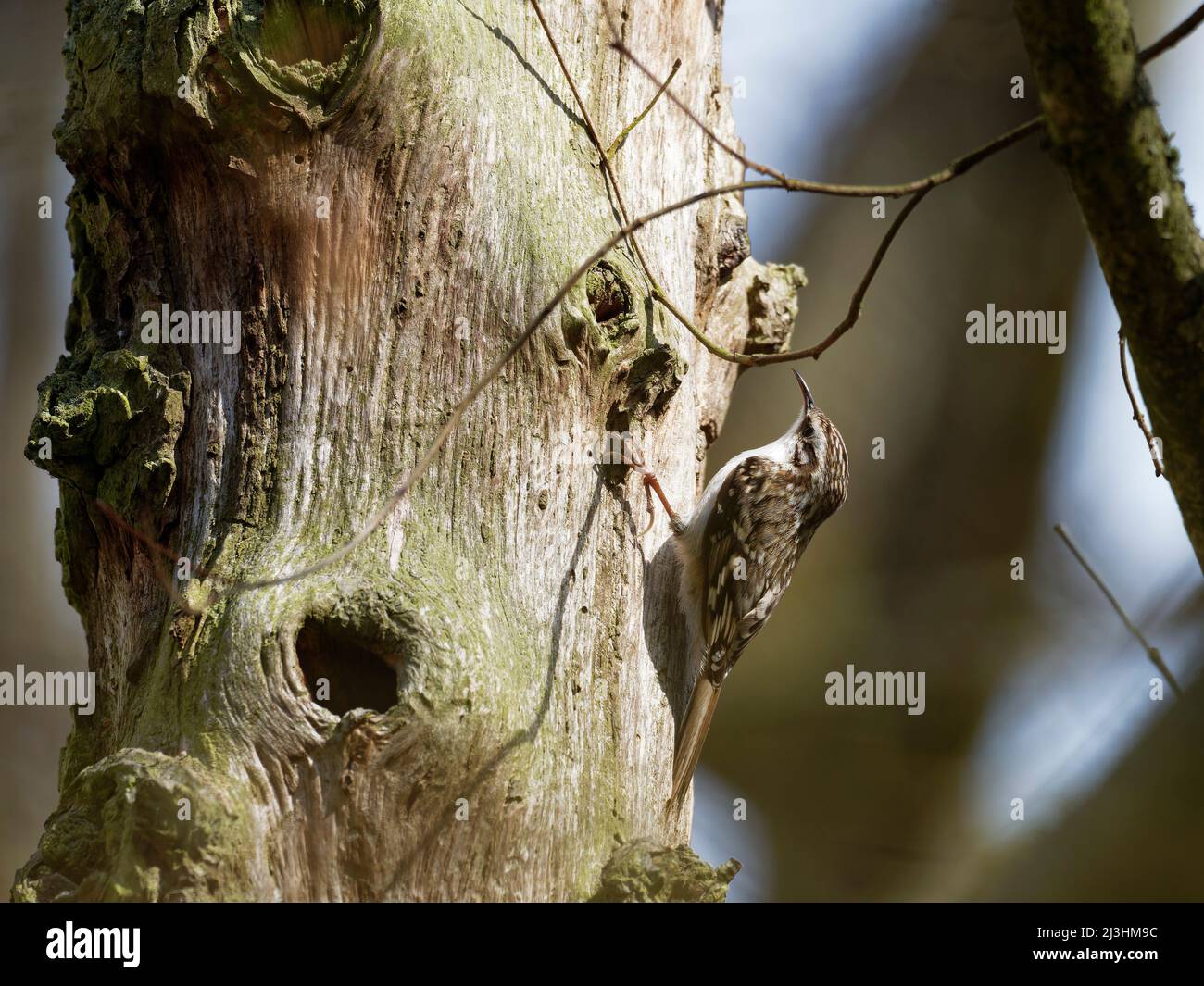 Treecreeper fauna hi-res stock photography and images - Alamy