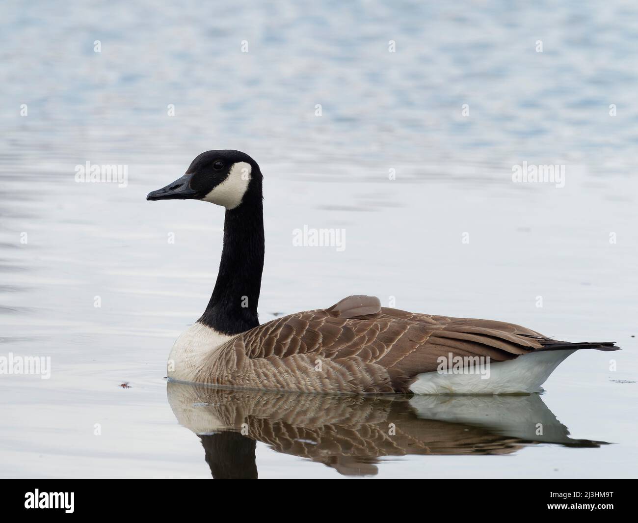 Canada goose, Branta canadensis Stock Photo - Alamy
