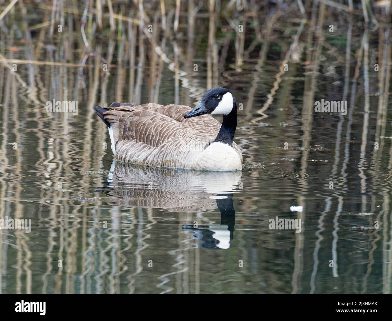 Canada goose, Branta canadensis Stock Photo - Alamy
