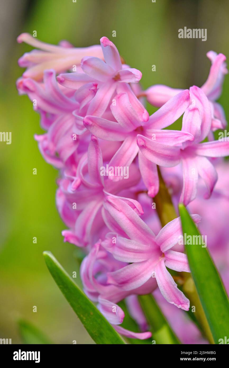 Hyacinths hyacinthus hi-res stock photography and images - Alamy