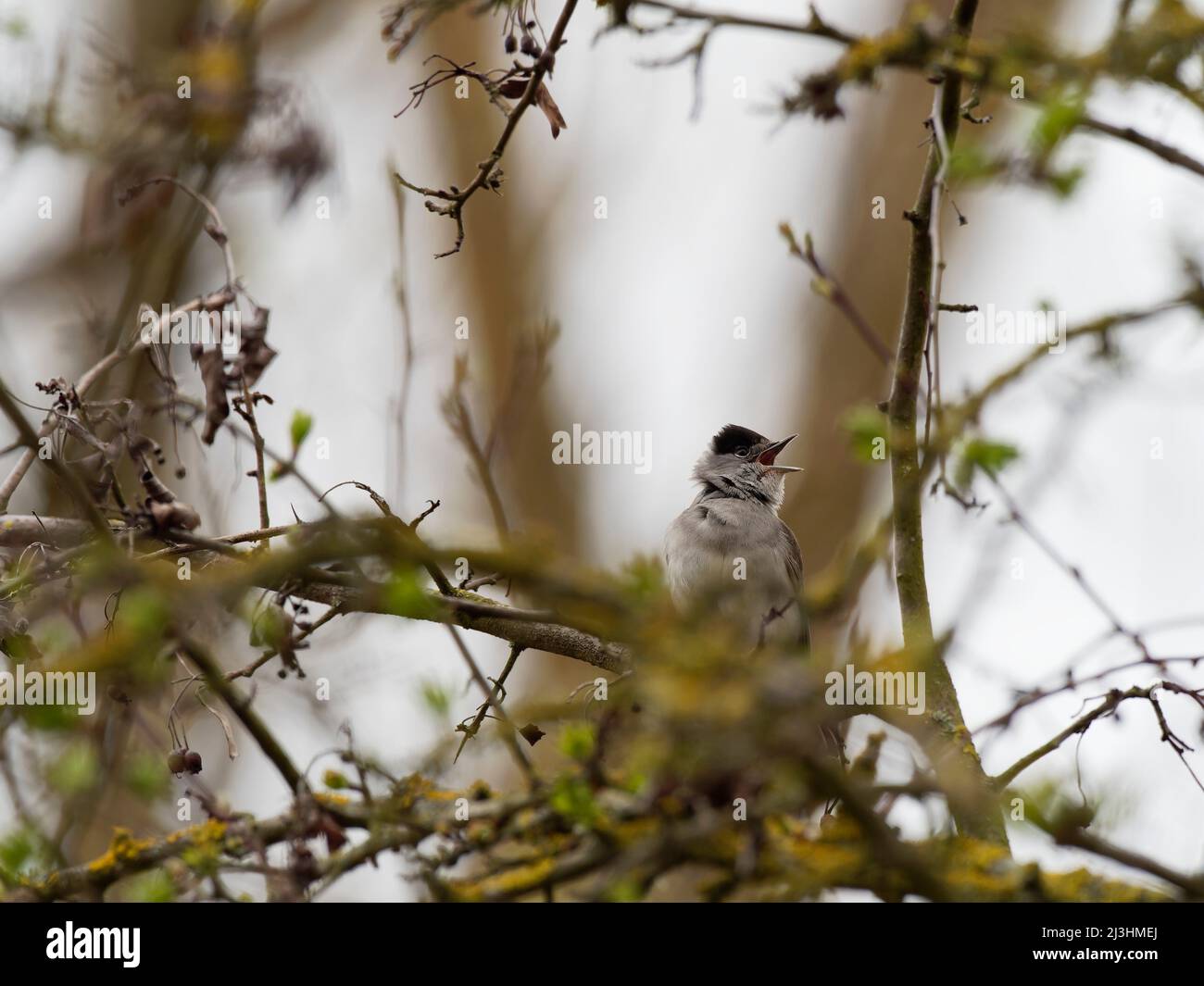 Fauna blackcap hi-res stock photography and images - Alamy