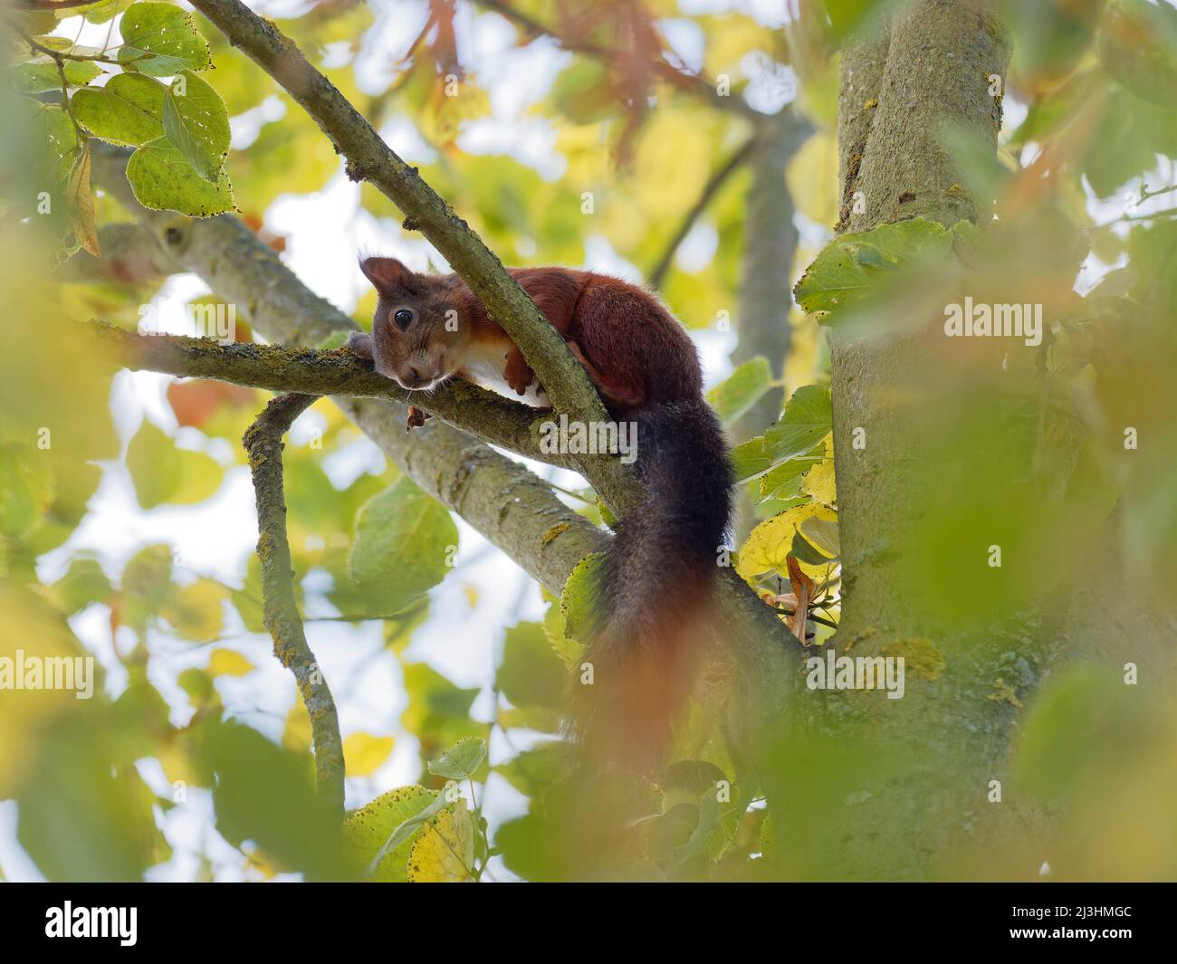 Squirrel, tom oak, Sciurus vulgaris Stock Photo - Alamy