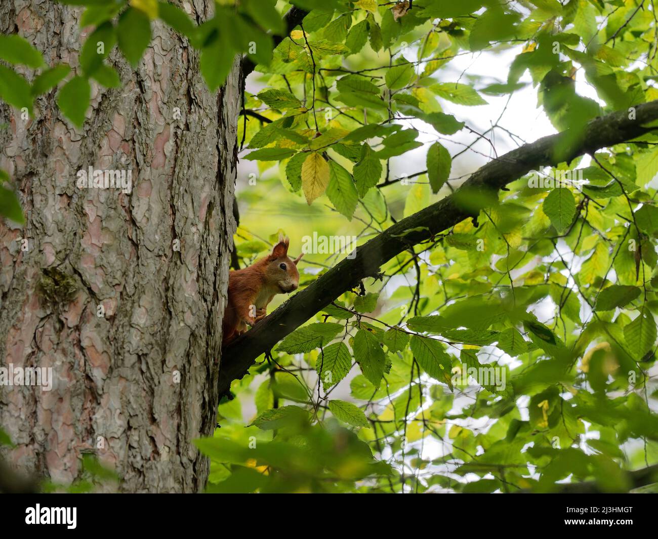 Squirrel, tom oak, Sciurus vulgaris Stock Photo - Alamy