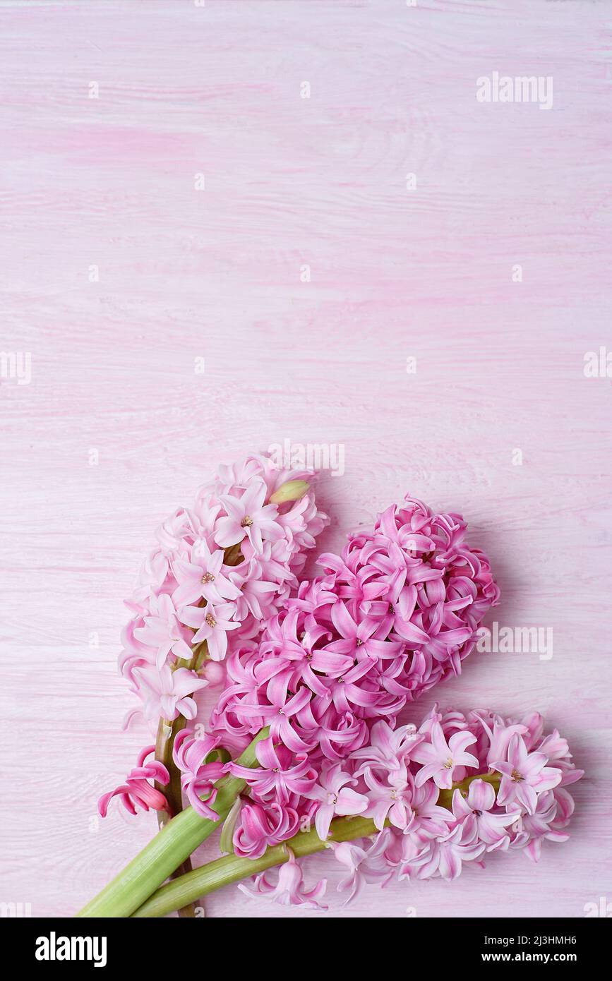 Macro closeup view of Hyacinth Pink Spring flowers on light pink ...