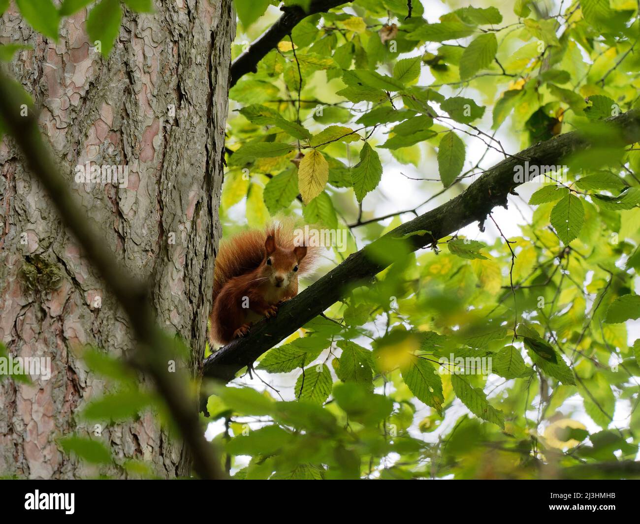 Squirrel, tom oak, Sciurus vulgaris Stock Photo - Alamy