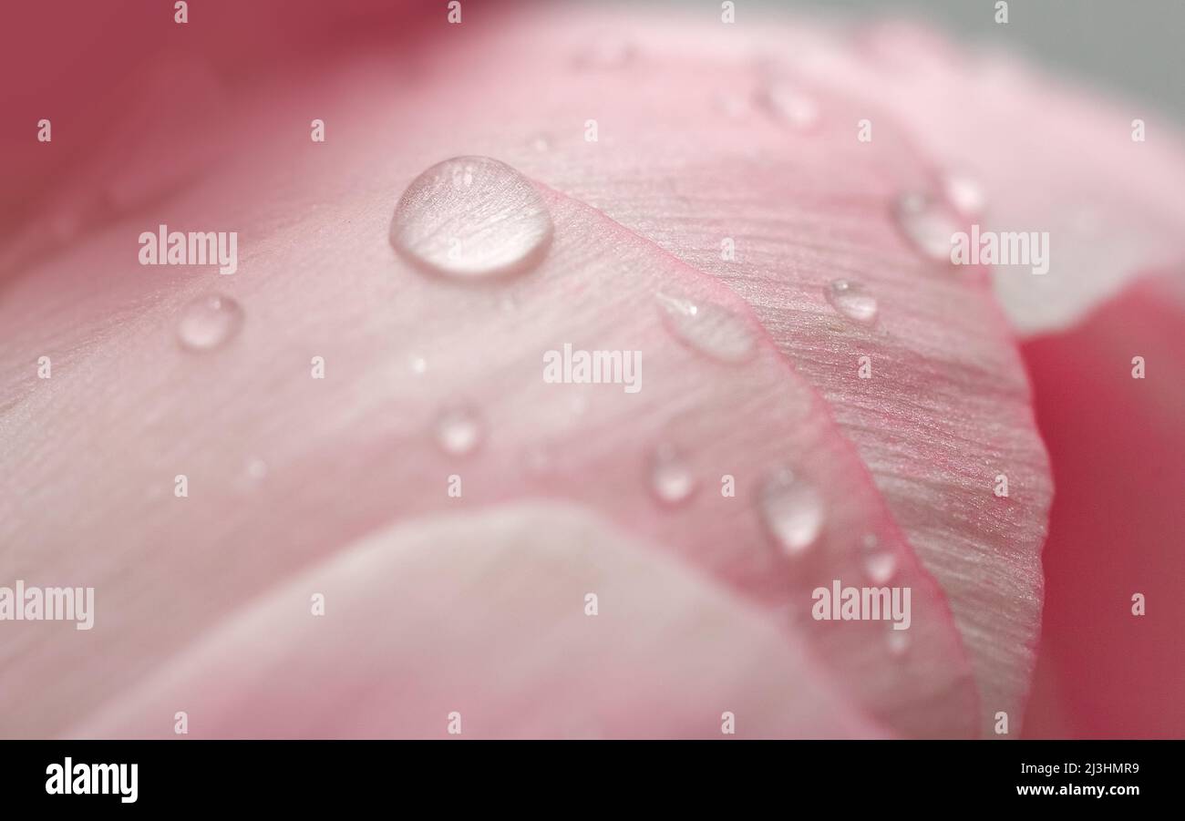 extreme close-up of pink flower. floral background Stock Photo - Alamy