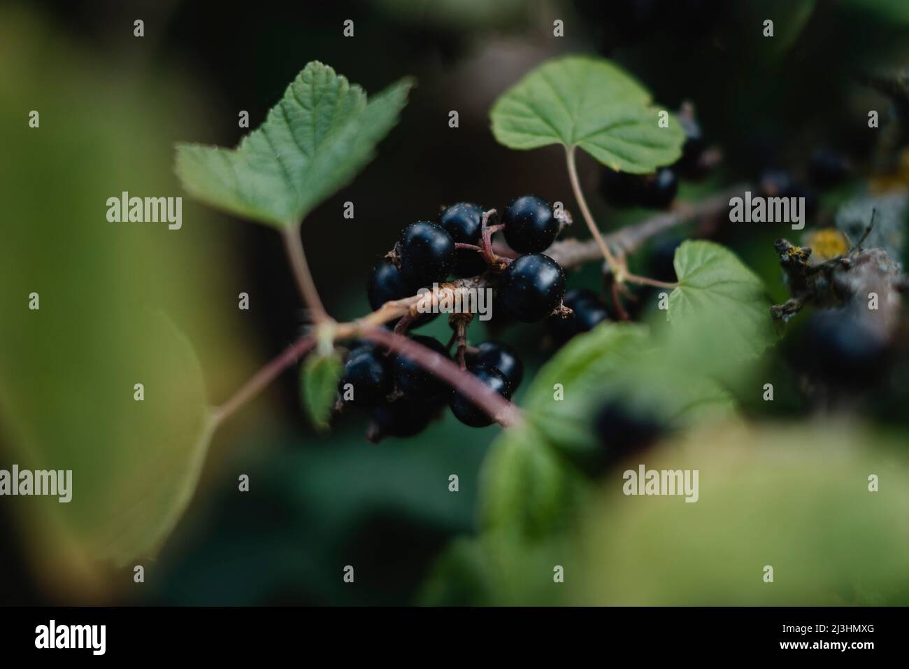 Dark berries hi-res stock photography and images - Alamy