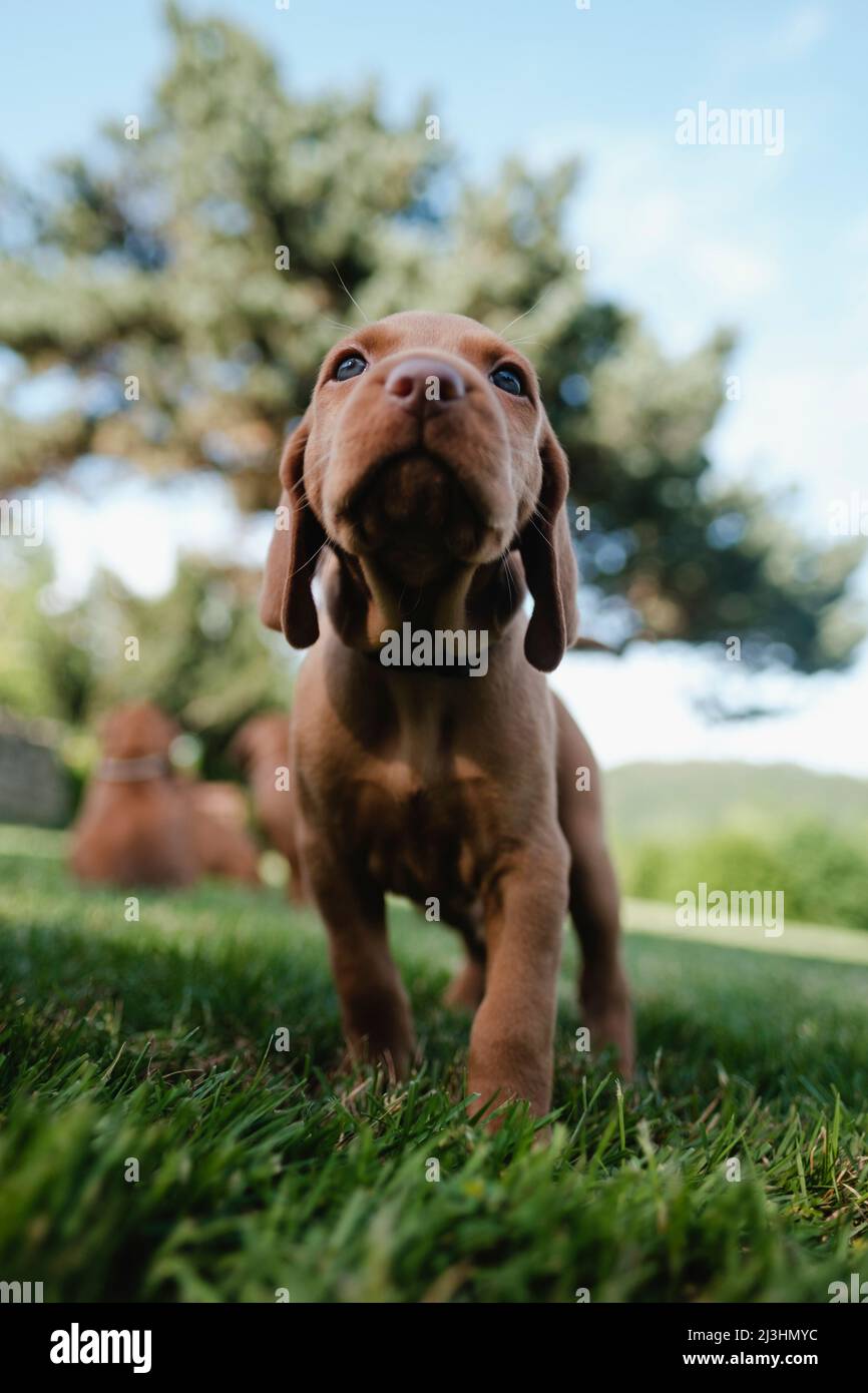 puppy close up from below with garden in the background Stock Photo - Alamy