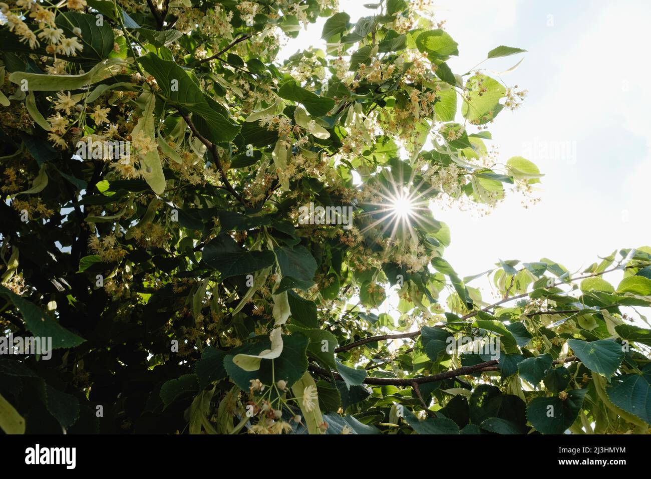 sun shining through tree branches Stock Photo - Alamy