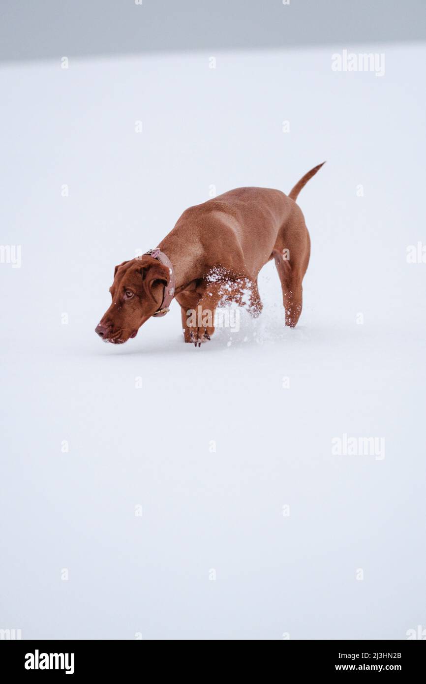 Searching dog hi-res stock photography and images - Alamy