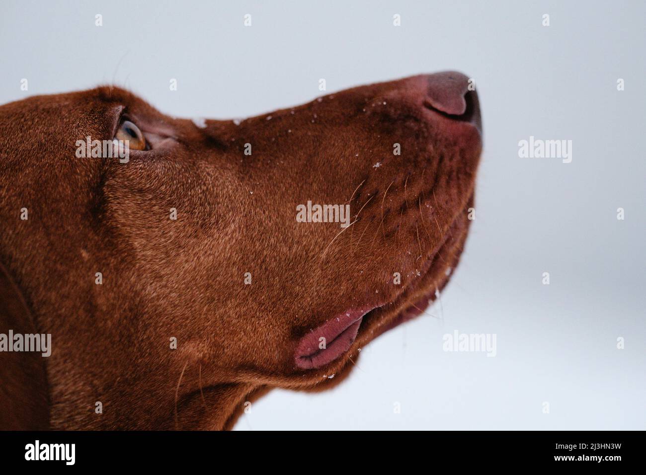 portrait of dog looking upwards Stock Photo - Alamy