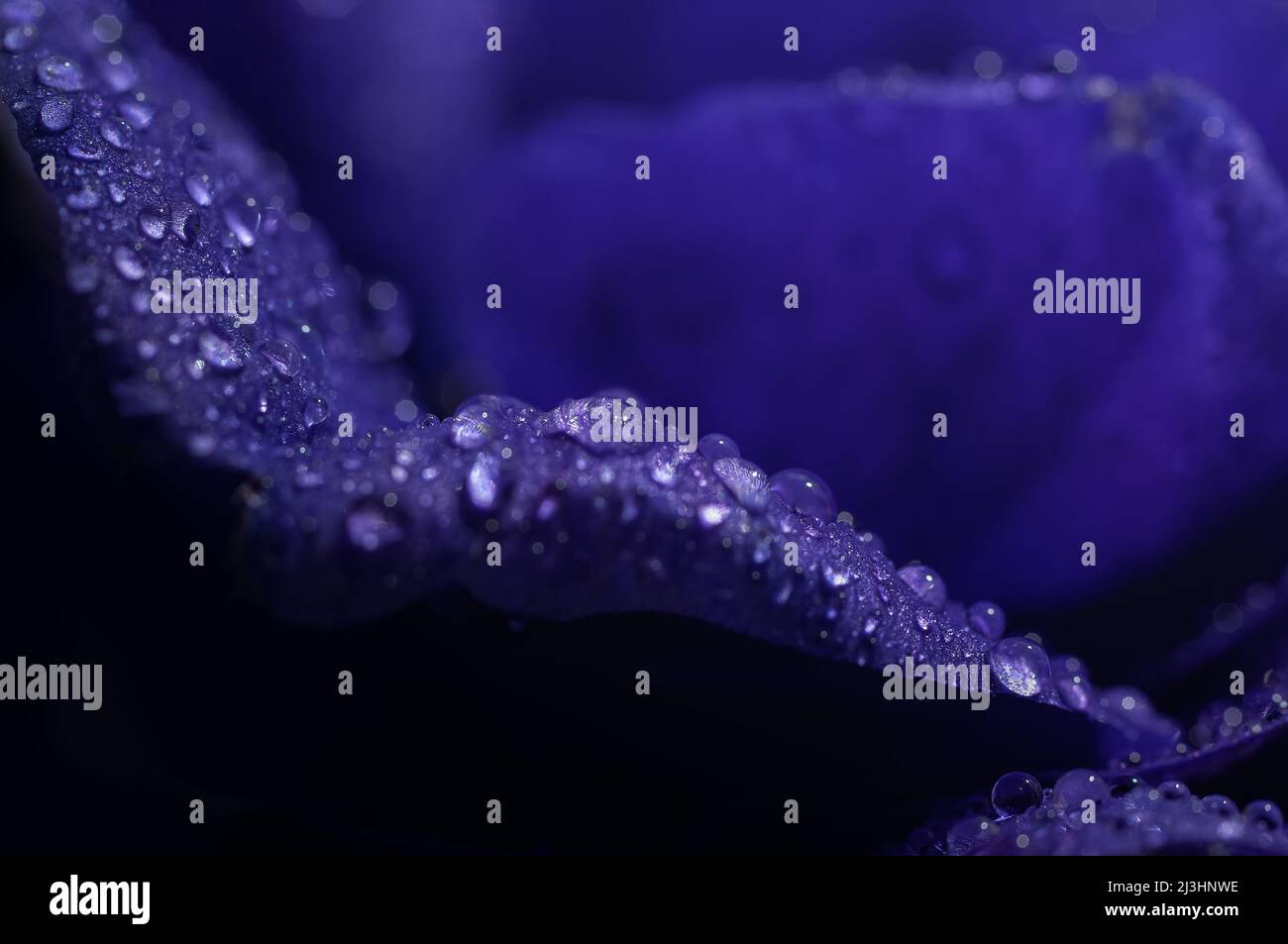 Blue flower photography hi-res stock photography and images - Alamy