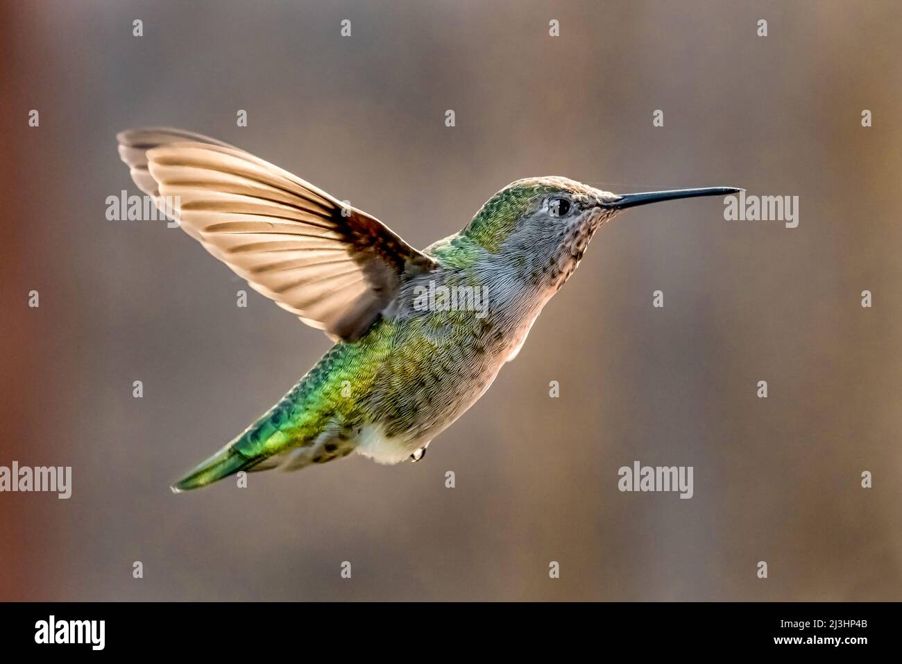 Golden green hummingbird hi-res stock photography and images - Alamy