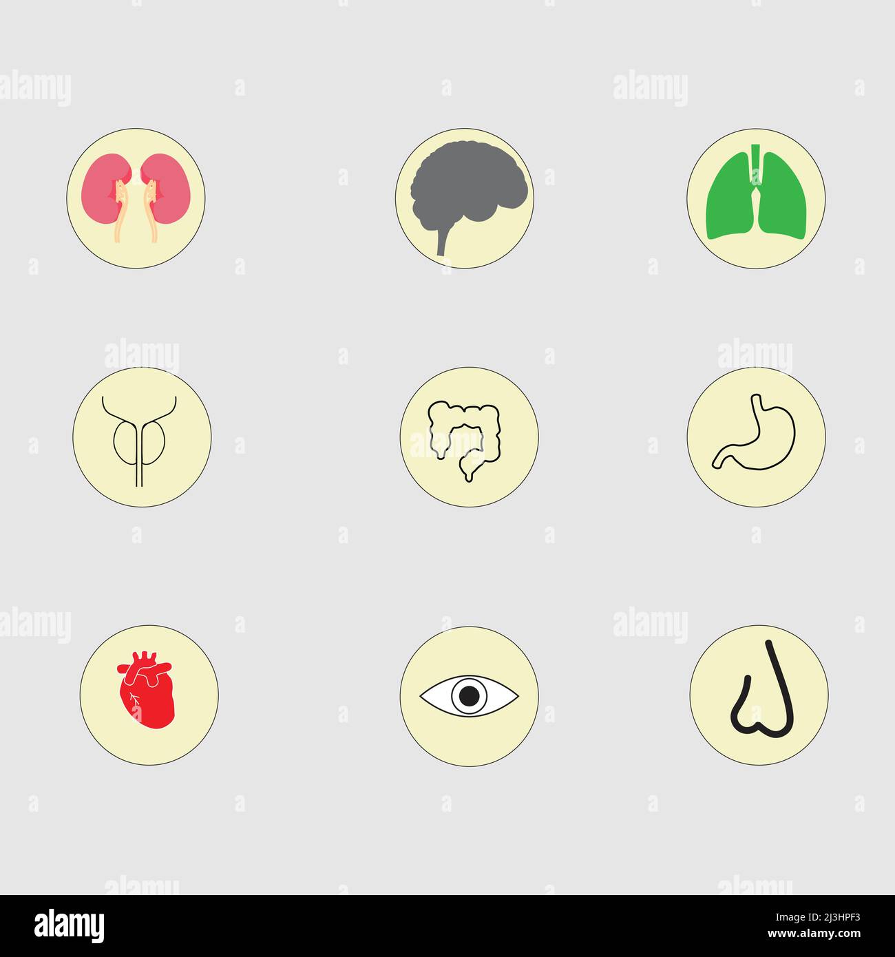 Human brain organs collection Stock Vector Images - Alamy