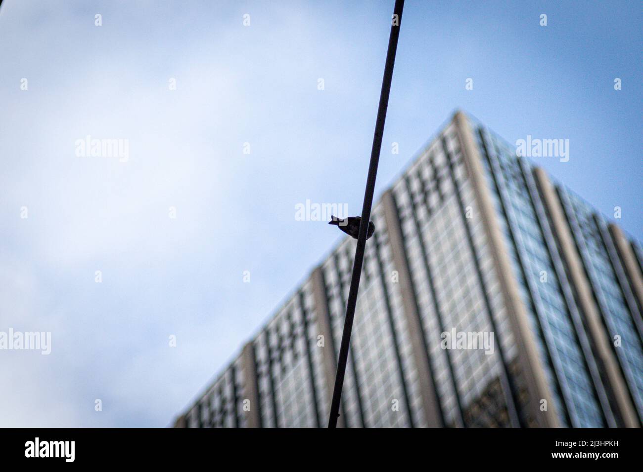47-50 Sts - Rockefeller Center, New York City, NY, USA, Bird on a cable ...