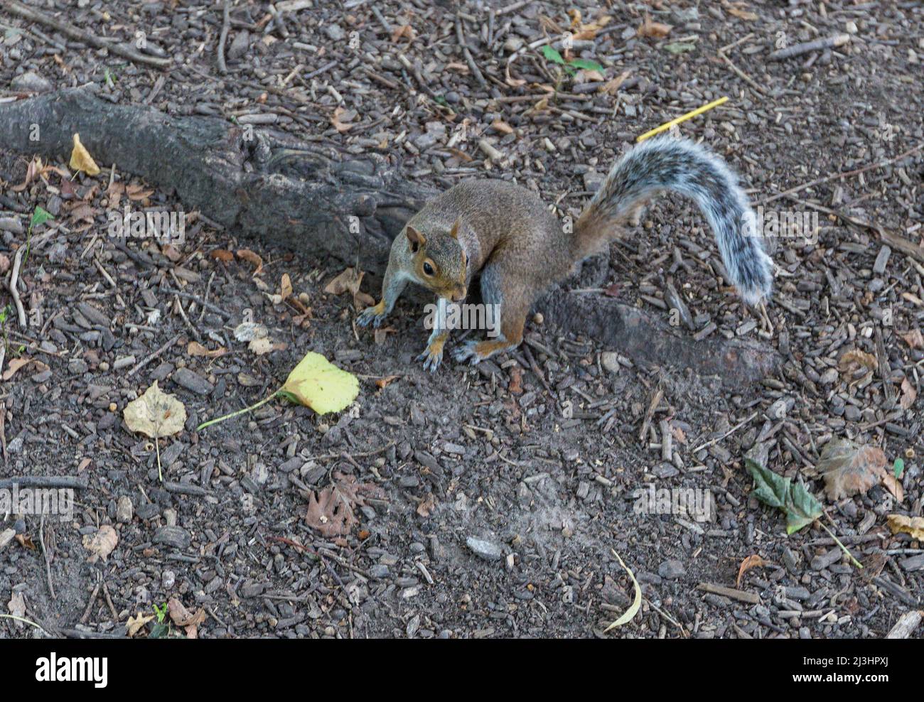 5 Av/E 75 Street, New York City, NY, USA, eastern gray squirrel in ...