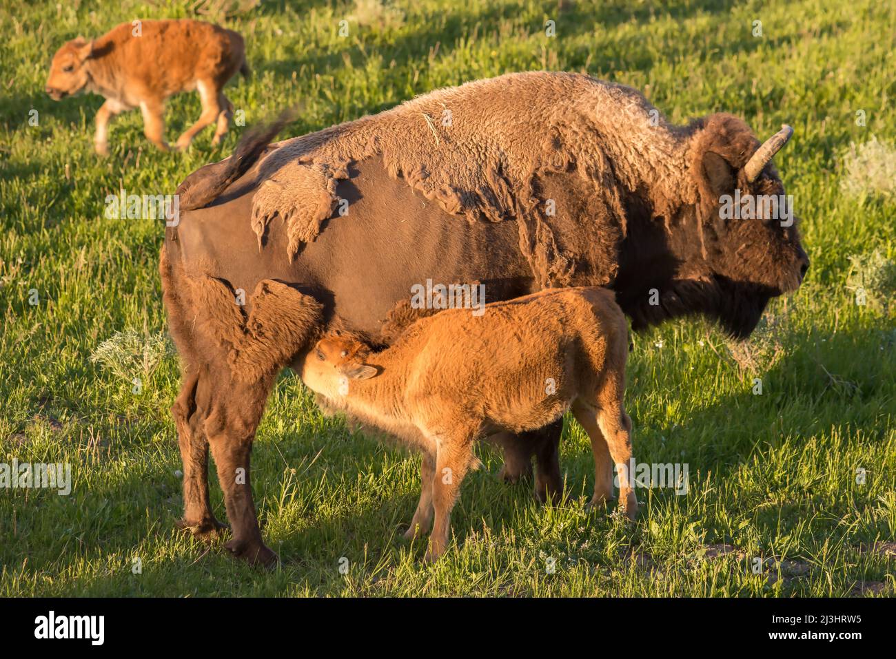 American bison calf nursing in yellowstone hi-res stock photography and ...