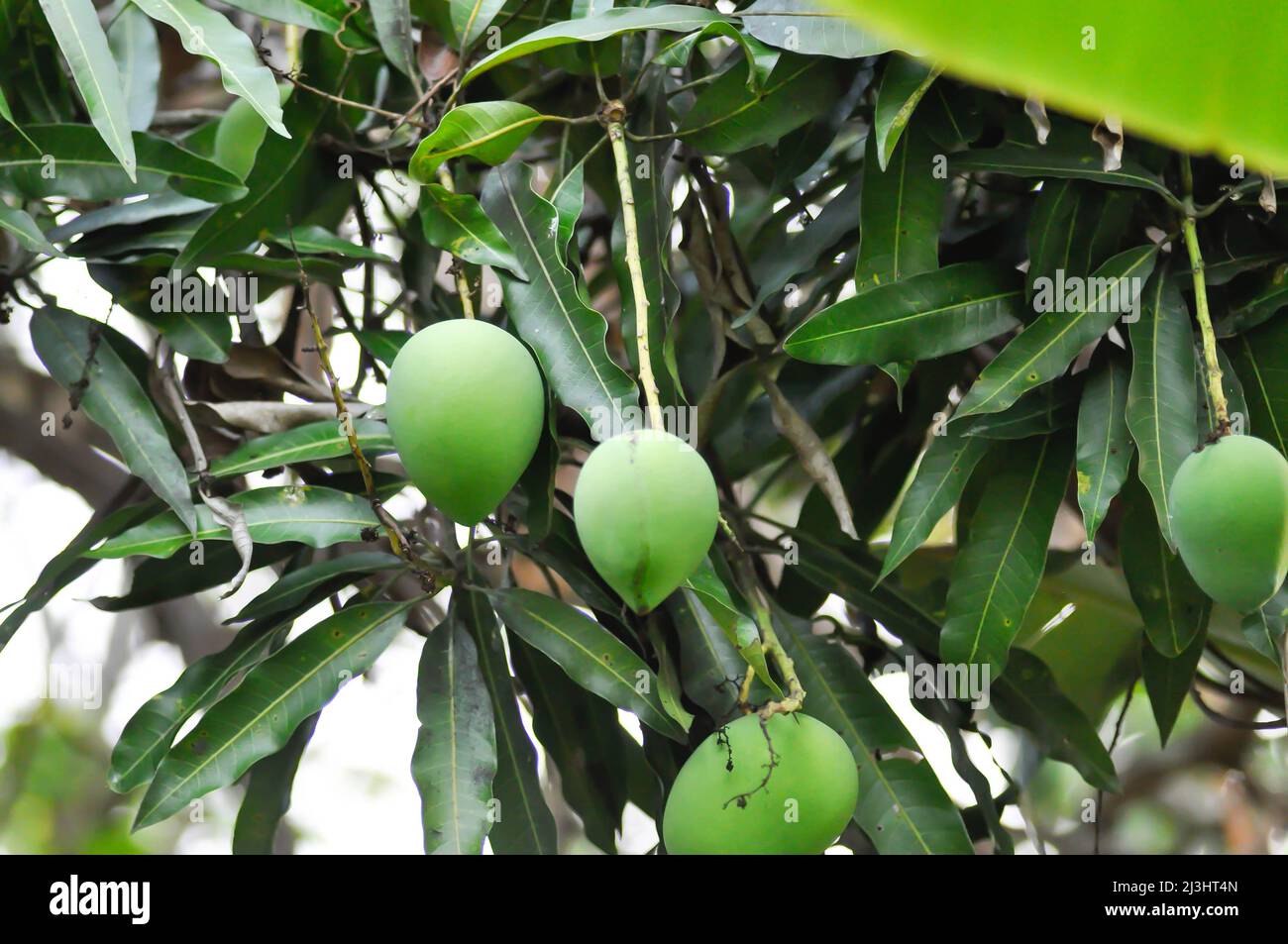 mango , mango seed or mango tree on the farm Stock Photo - Alamy