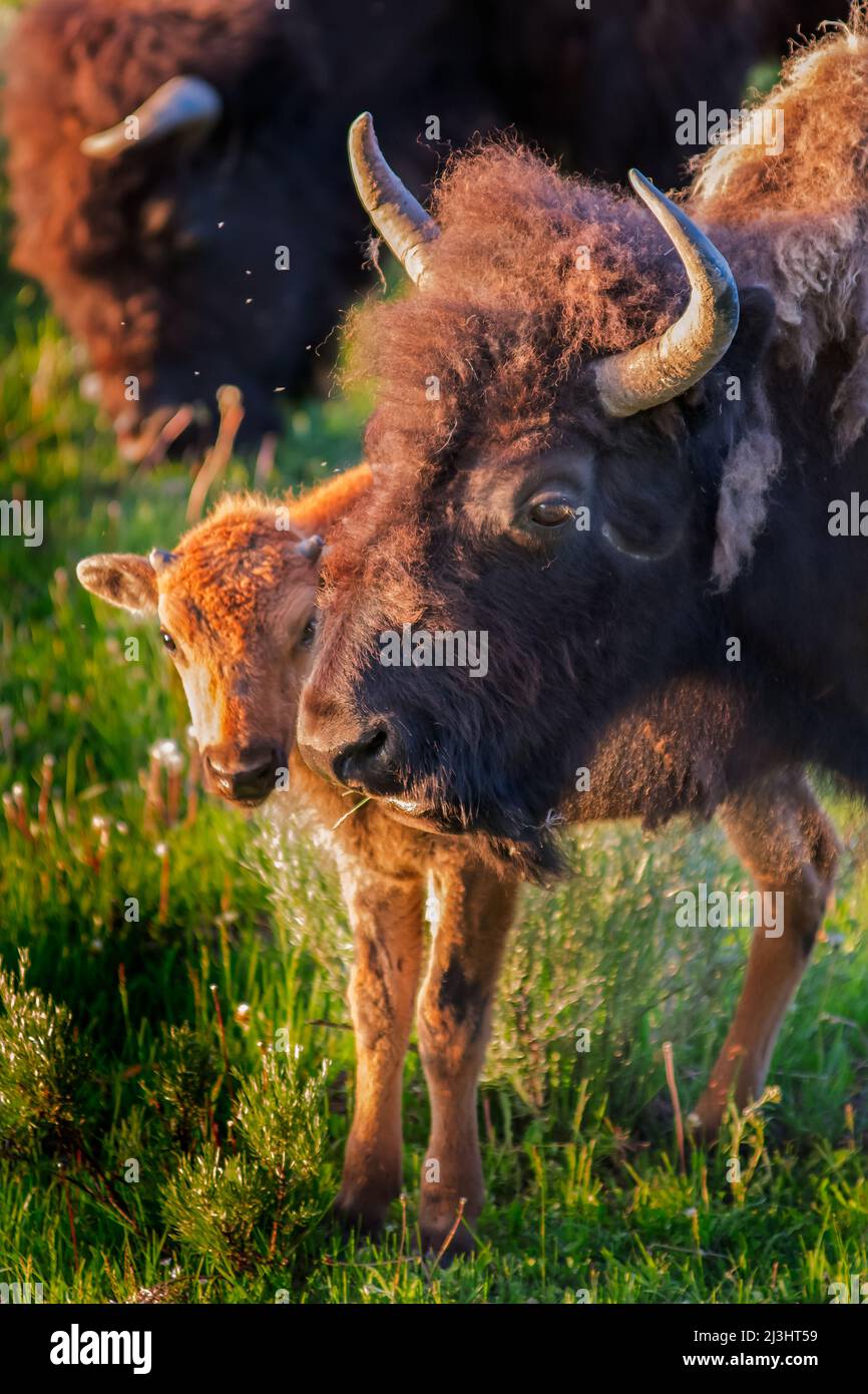 Two Bison with calf in Yellowstone National Park, Hayden Valley Stock ...