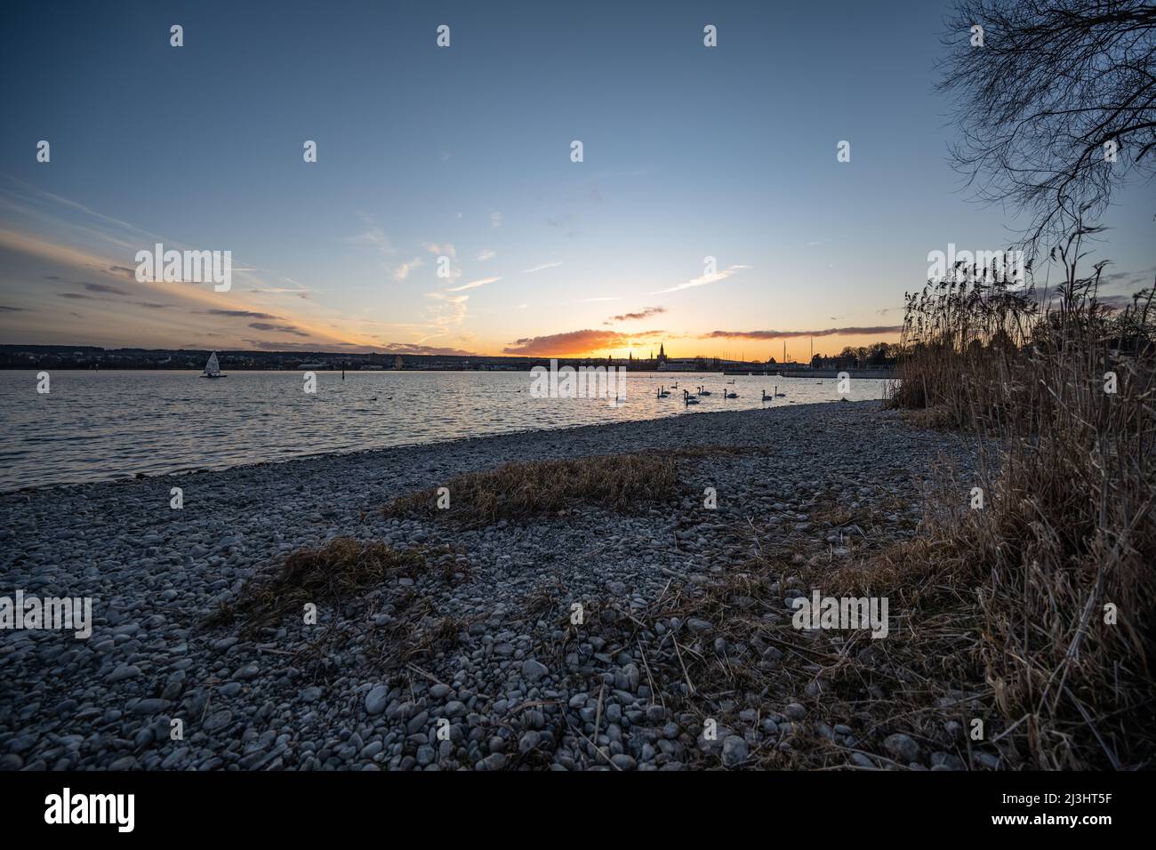 Weisse schwane swan hi-res stock photography and images - Alamy