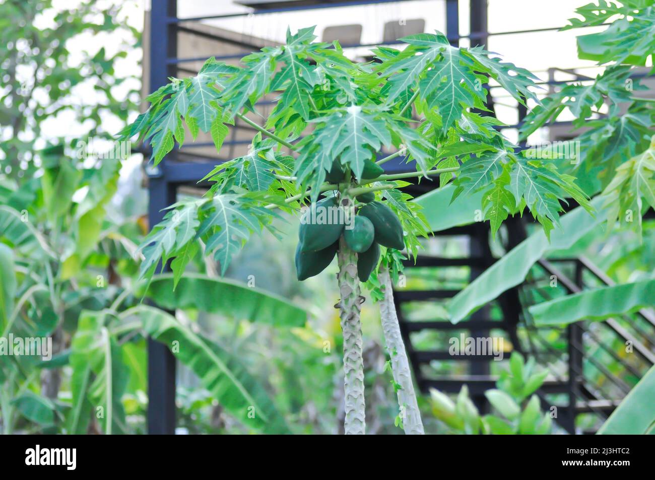 papaya or papaya tree, papaya plant on the farm Stock Photo - Alamy