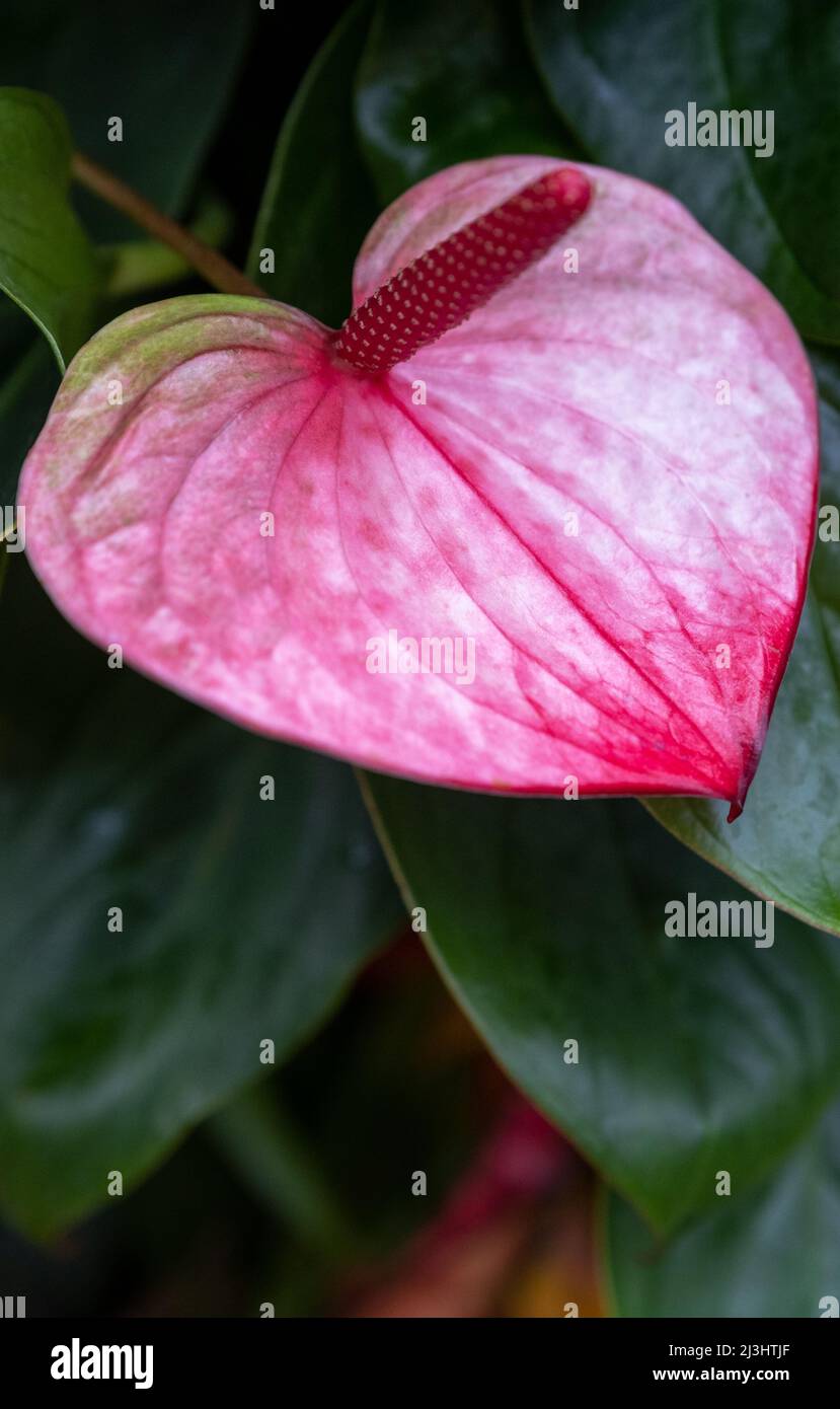Anthurium by gardens hi-res stock photography and images - Alamy