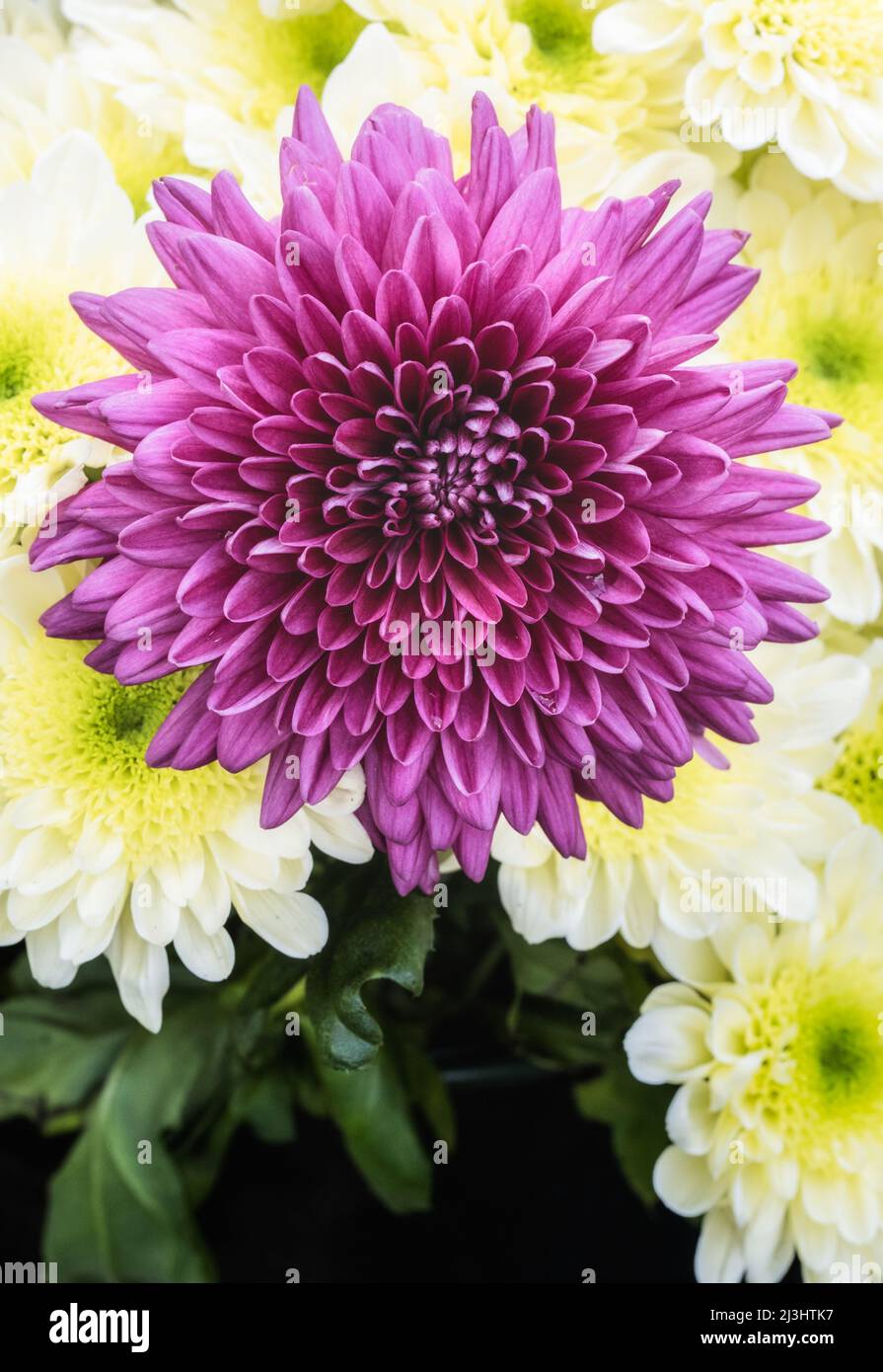 Award winning Dahlias on show at the RHS Wisley flower show Stock Photo ...
