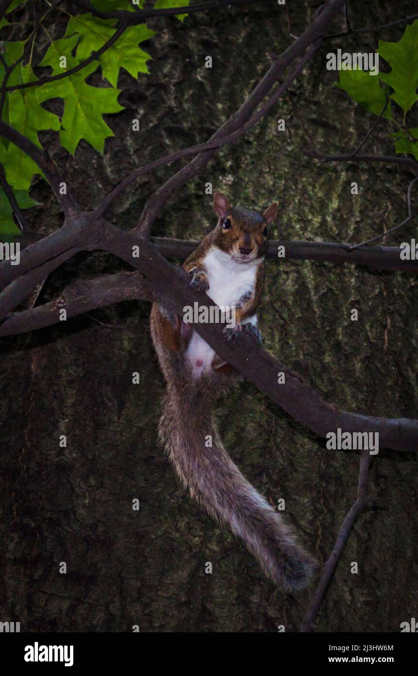 Central Park West, historic district, New York City, NY, USA, eastern ...