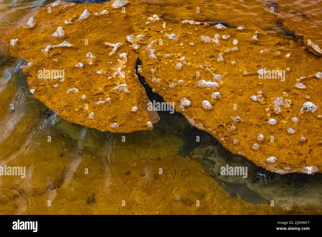 Thermophiles thriving in the hot springs in the Lower Geyser Basin of ...