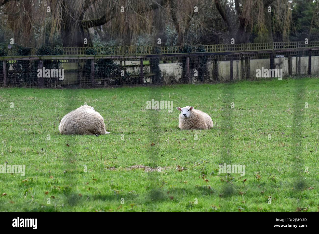 two sheep lying down in field, suffolk, england Stock Photo - Alamy