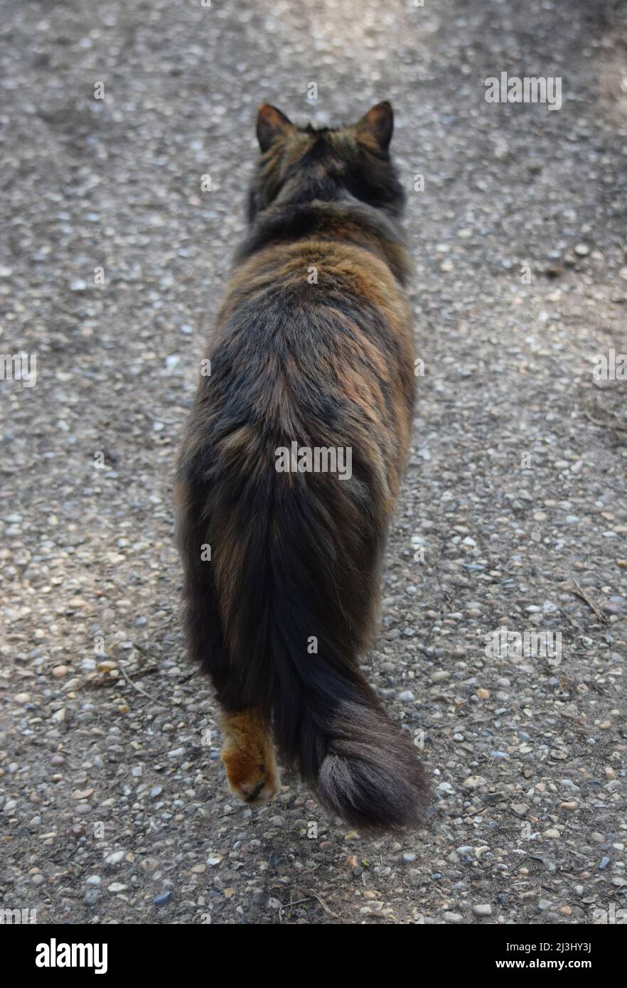 Cat Walking Back View