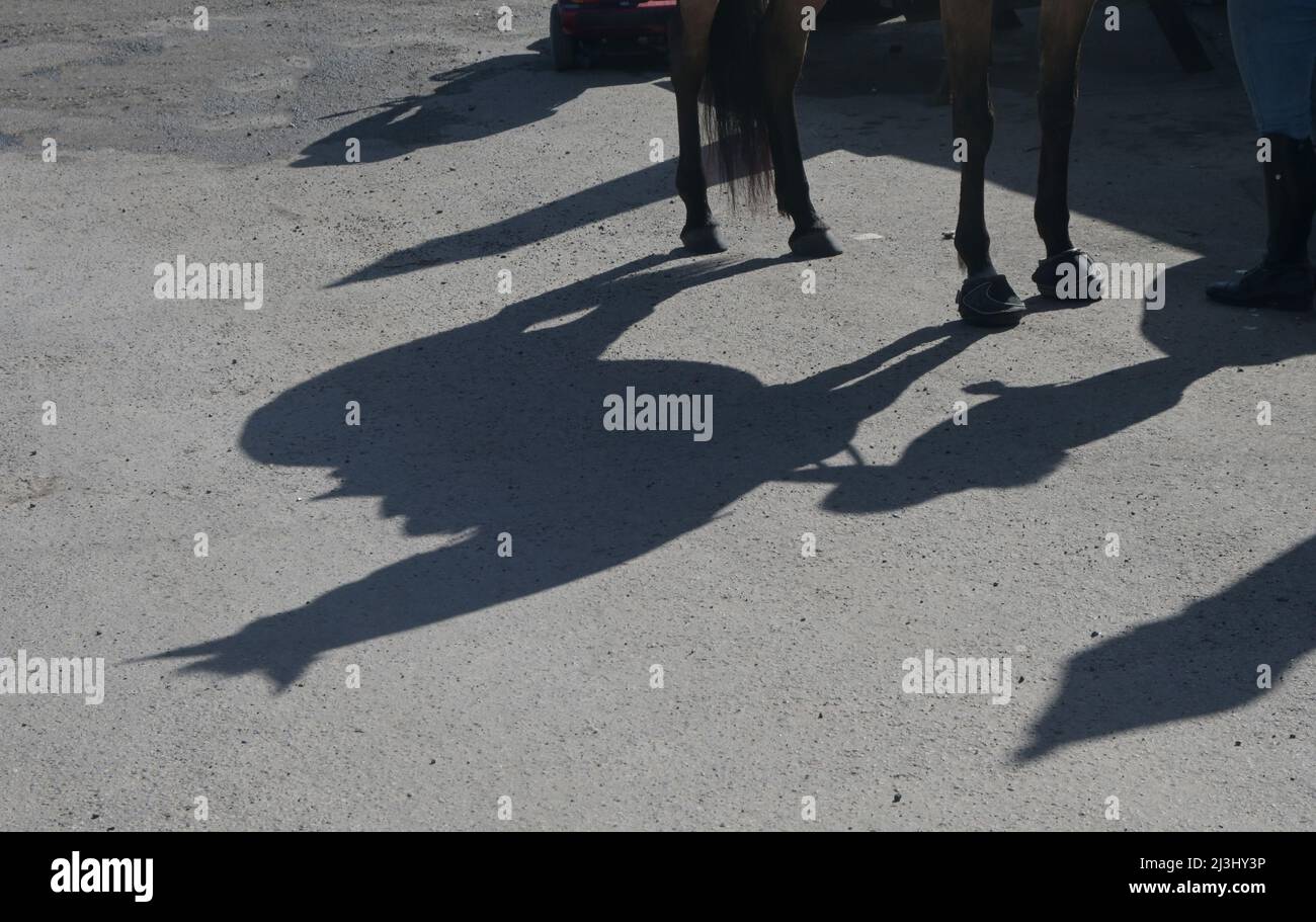 shadow of horse and rider Stock Photo - Alamy