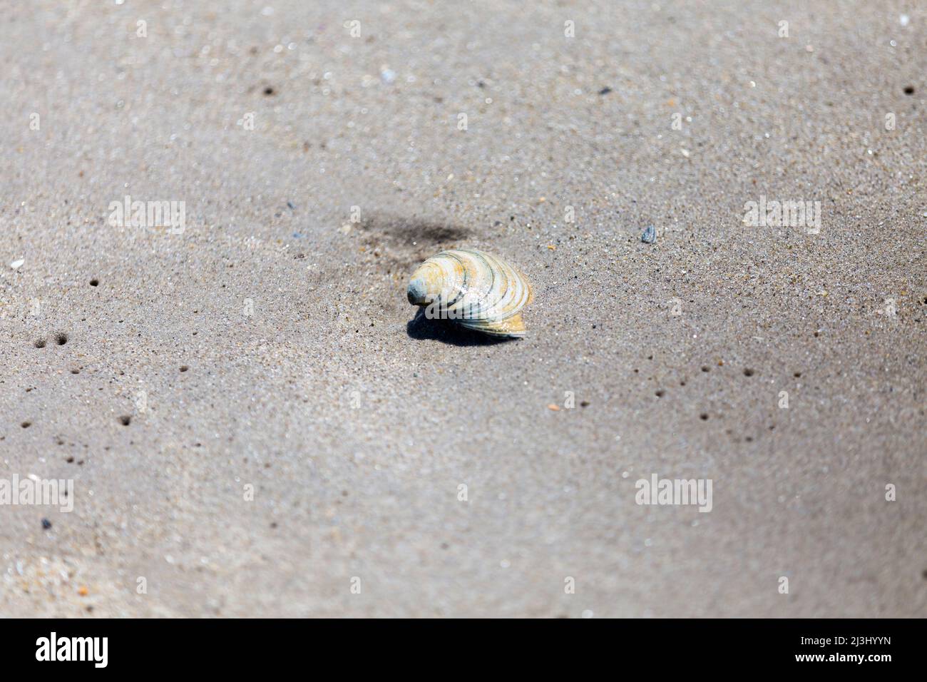 Breezy Point, New York City, NY, USA, a shell in the sand Stock Photo ...