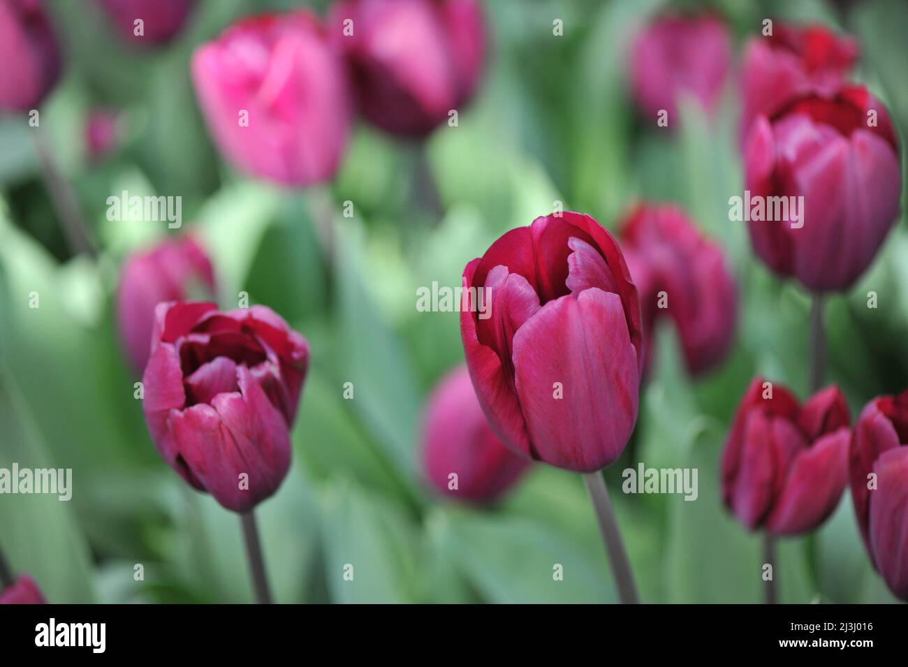 Dark purple Triumph tulips (Tulipa) Caviar bloom in a garden in March ...