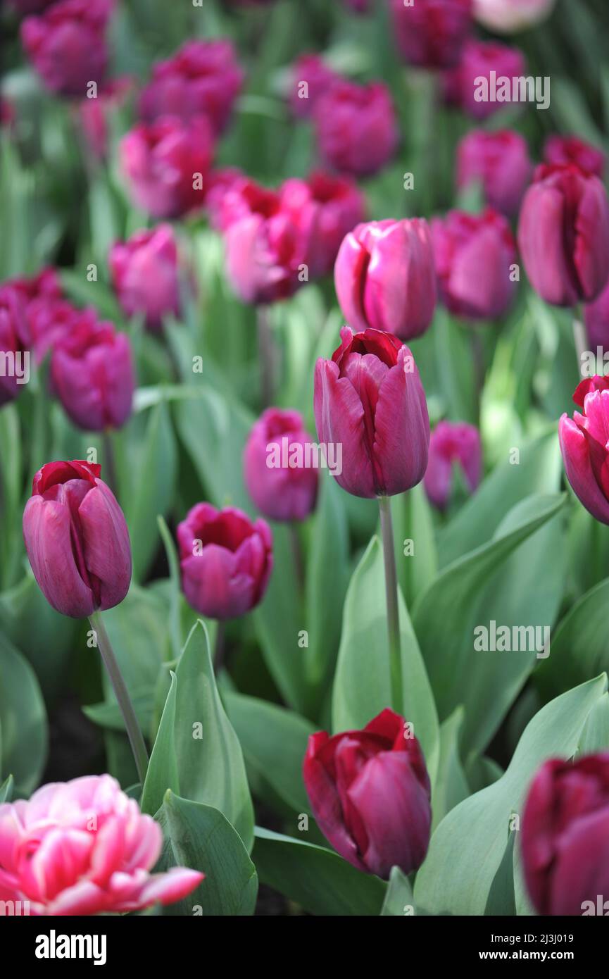Tulipa caviar hi-res stock photography and images - Alamy