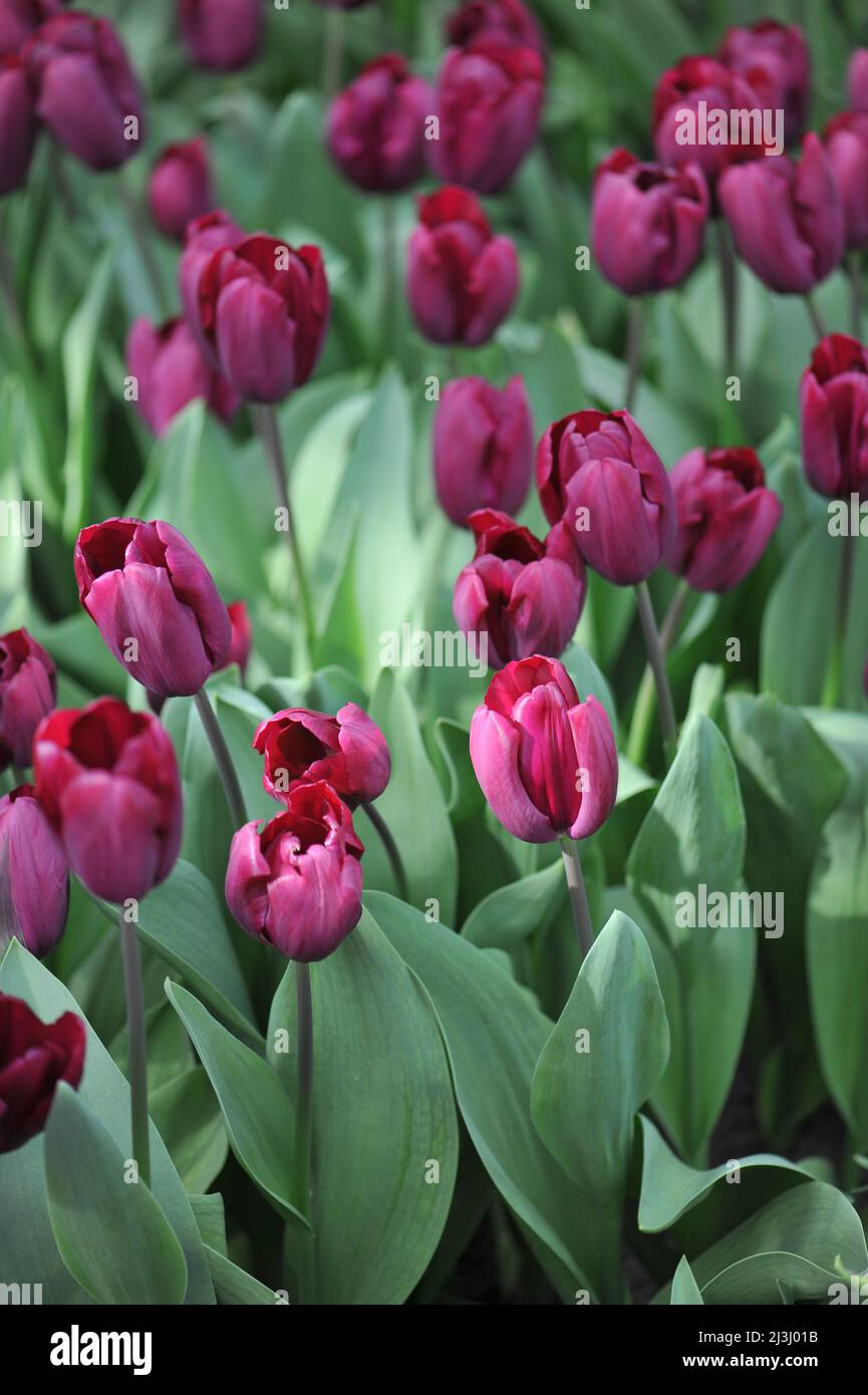 Dark purple tulip hi-res stock photography and images - Alamy
