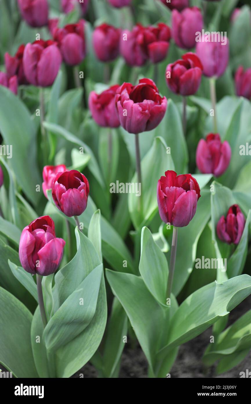Tulipa caviar hi-res stock photography and images - Alamy